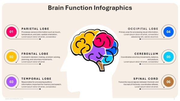 Brain Function Infographics Presentation Templates