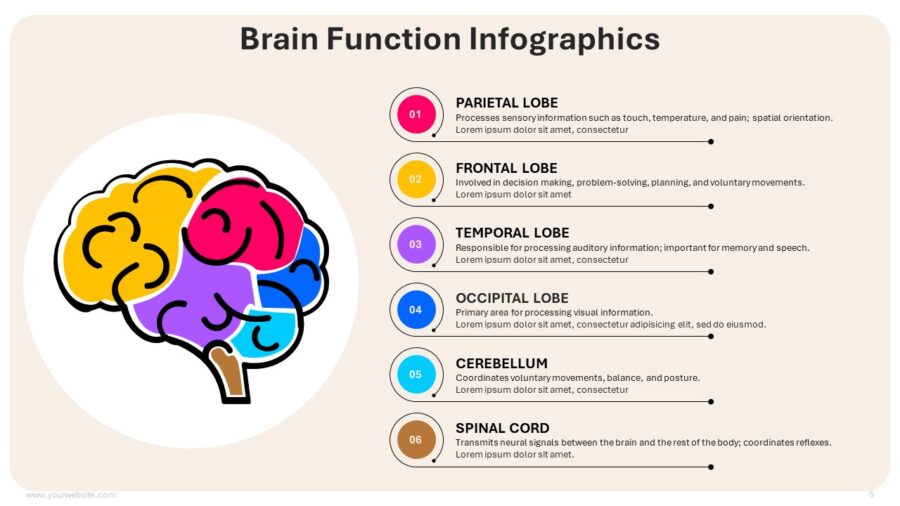 Brain Function Infographics Presentation Templates