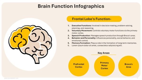 Brain Function Infographics Presentation Templates